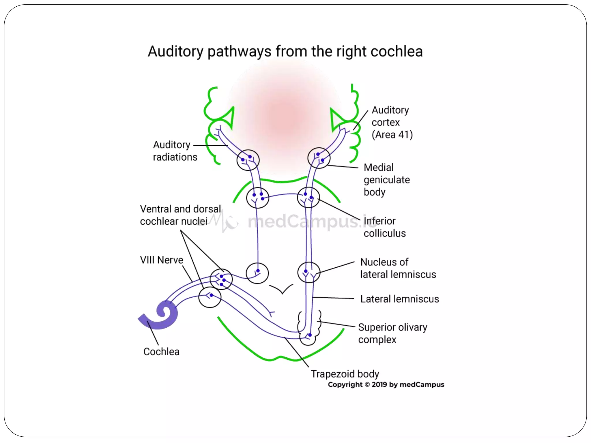 auditory pathway ppt | PPTX
