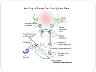 auditory pathway ppt | PPTX