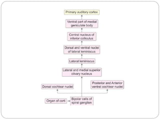 auditory pathway ppt | PPTX