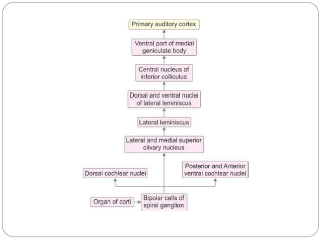 auditory pathway ppt | PPTX | Ear, Nose and Throat Conditions ...