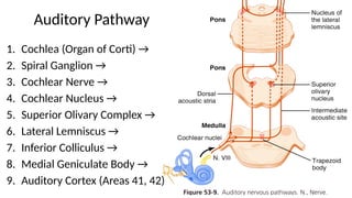 Auditory Pathway - Transduction and transmission of Sound waves.pptx