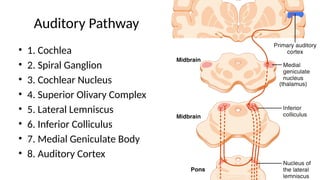 Auditory Pathway - Transduction and transmission of Sound waves.pptx