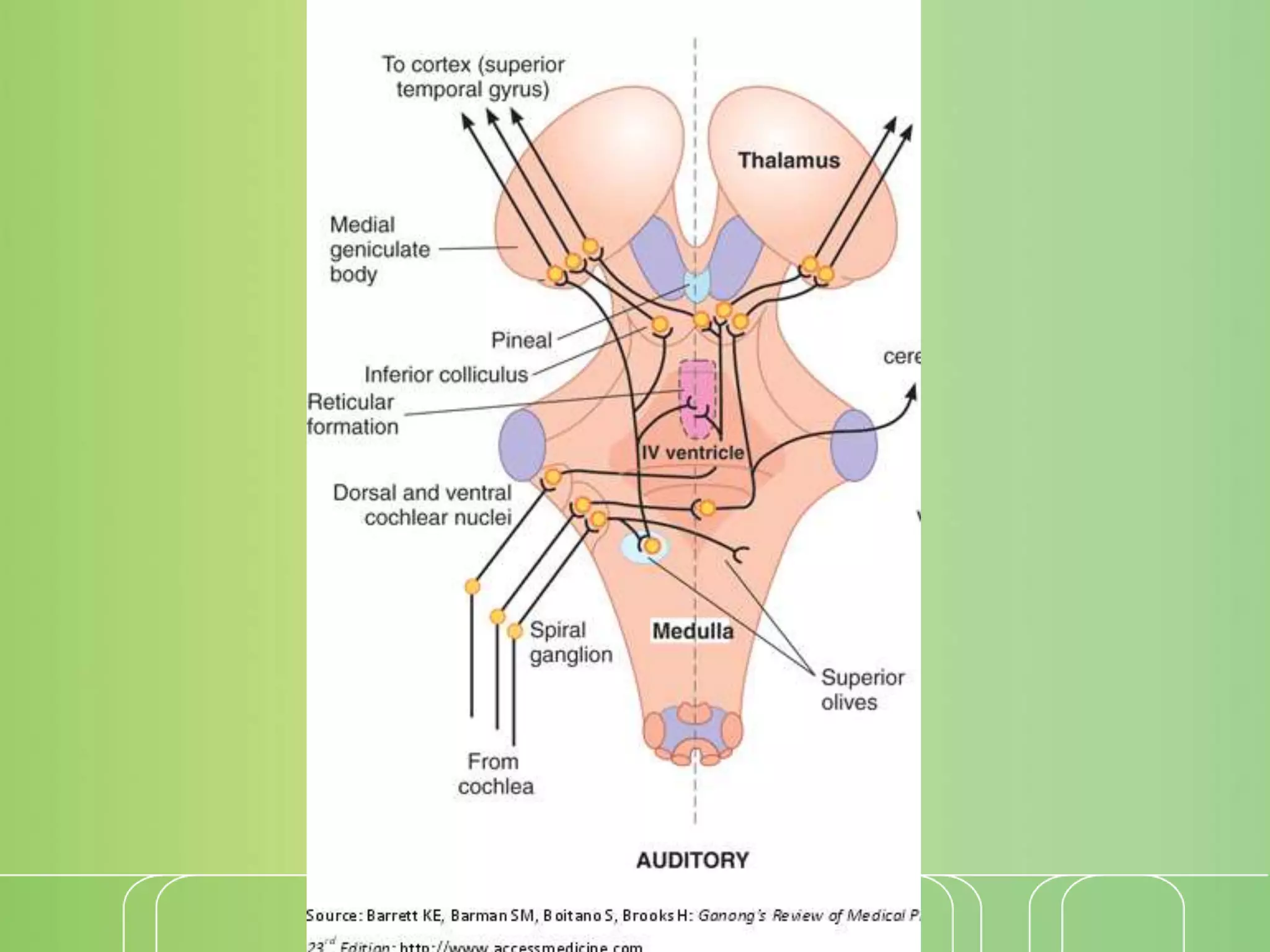 Auditory pathways | PPTX
