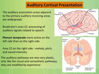 Auditory pathways | PPTX