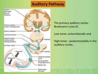 Auditory Pathway Steps