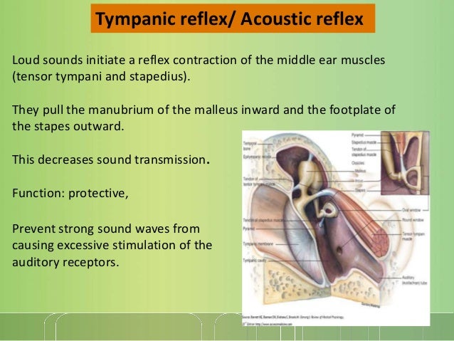 Auditory pathways