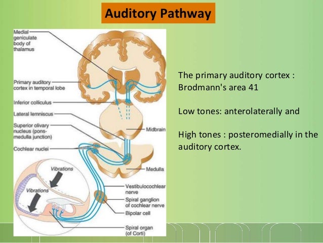Auditory pathways