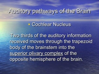 Auditory pathways of the brain | PPT