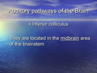 Auditory pathways of the brain | PPT