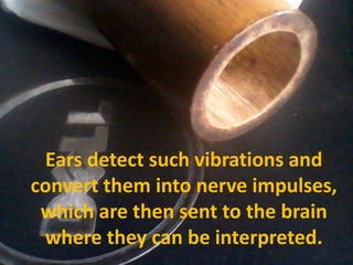Auditory perception- How sounds are received and interpreted by human ...