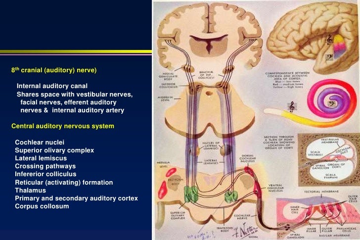 Auditory processing disorders 2