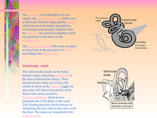 Auditory receptors | PPT