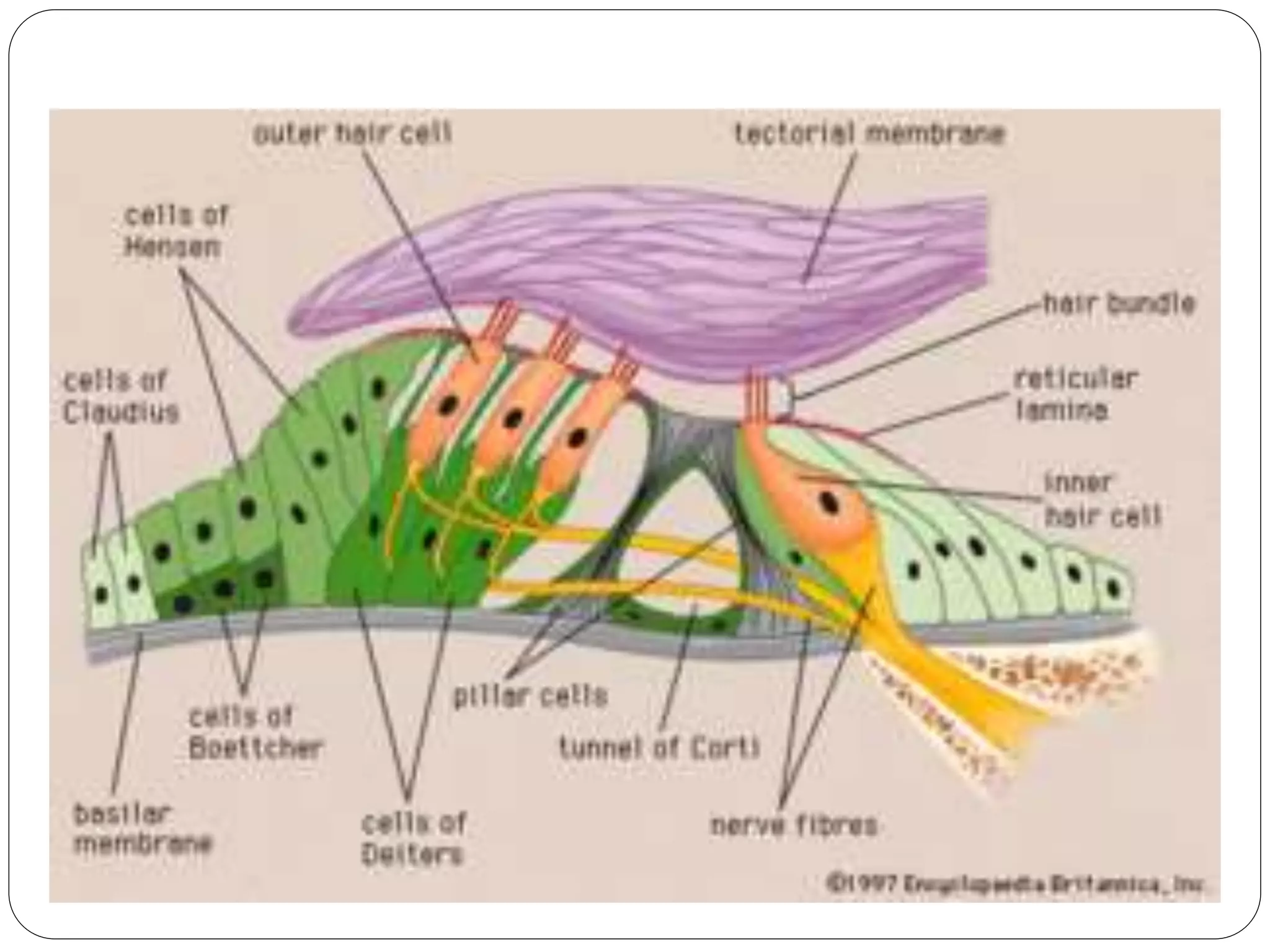 Auditory senses AND PATHWAY OF HEARING | PPTX | Biological Sciences ...