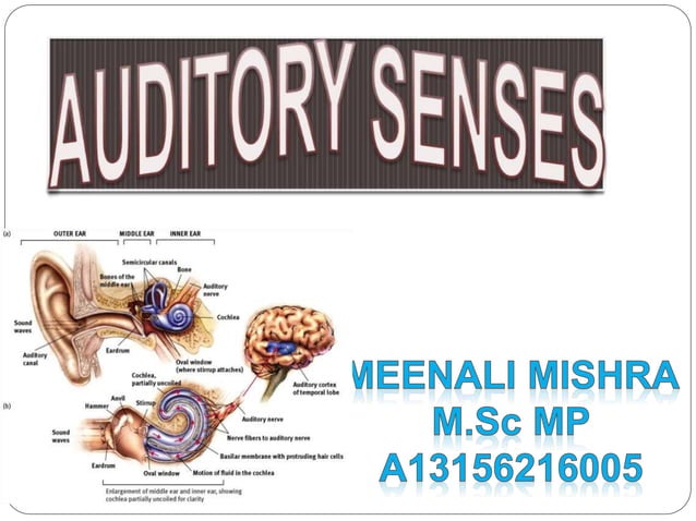 Auditory senses AND PATHWAY OF HEARING | PPTX | Biological Sciences | Science