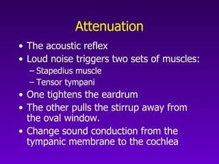 Auditory System | PPT