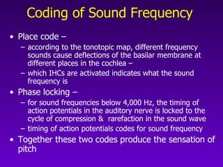 Auditory System | PPT