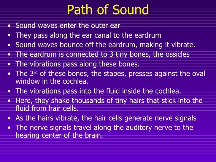 Auditory System