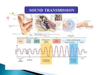 Auditory system | PPTX