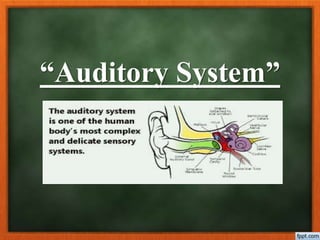Auditory system psychology | PPTX