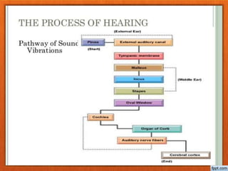 Auditory Pathway Steps