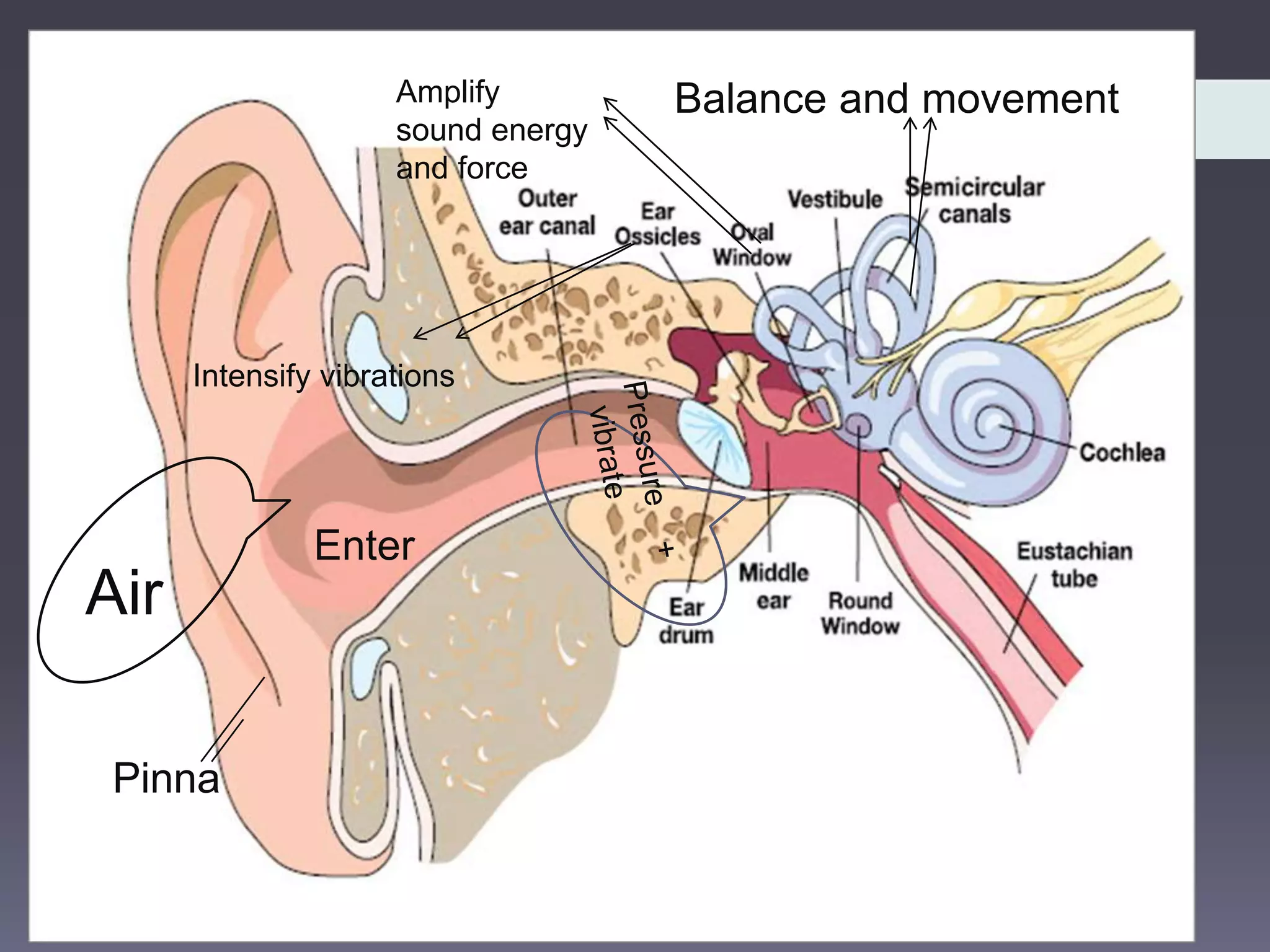 Human Ear and Psychology | PPTX