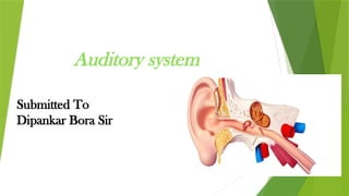 Auditory system ppt.pptx byugy hfuyfyg hvuhh hh | PPT