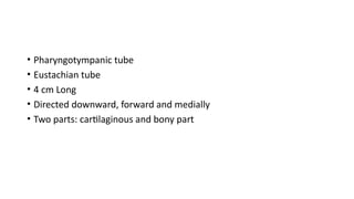 Auditory tube AEAR, anatomy, human,,,,,,,,, | PPTX