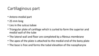 Auditory tube AEAR, anatomy, human,,,,,,,,, | PPTX