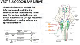 AUDITORY TUBE & VESTIBULOCOCHLEAR NERVE.pdf