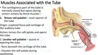 AUDITORY TUBE & VESTIBULOCOCHLEAR NERVE.pdf