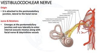 AUDITORY TUBE & VESTIBULOCOCHLEAR NERVE.pdf