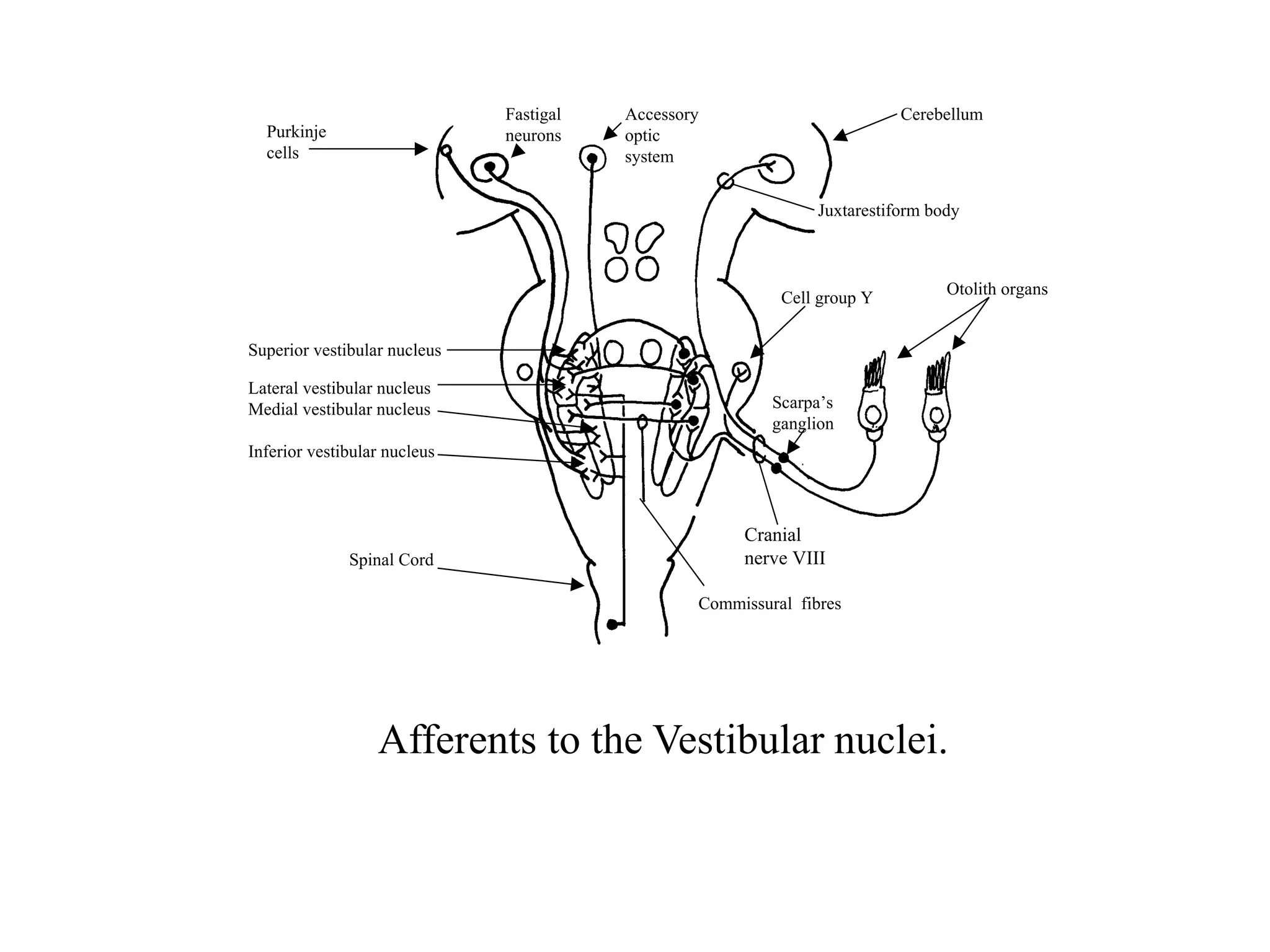 The Auditory and Vestibular Pathways | PPT