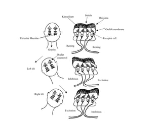 The Auditory and Vestibular Pathways | PPT
