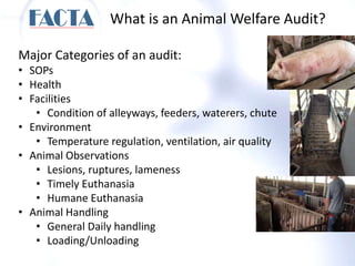 Animal Welfare | PPTX