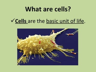 Aug. 22(intro to cell cell theory) | PPT