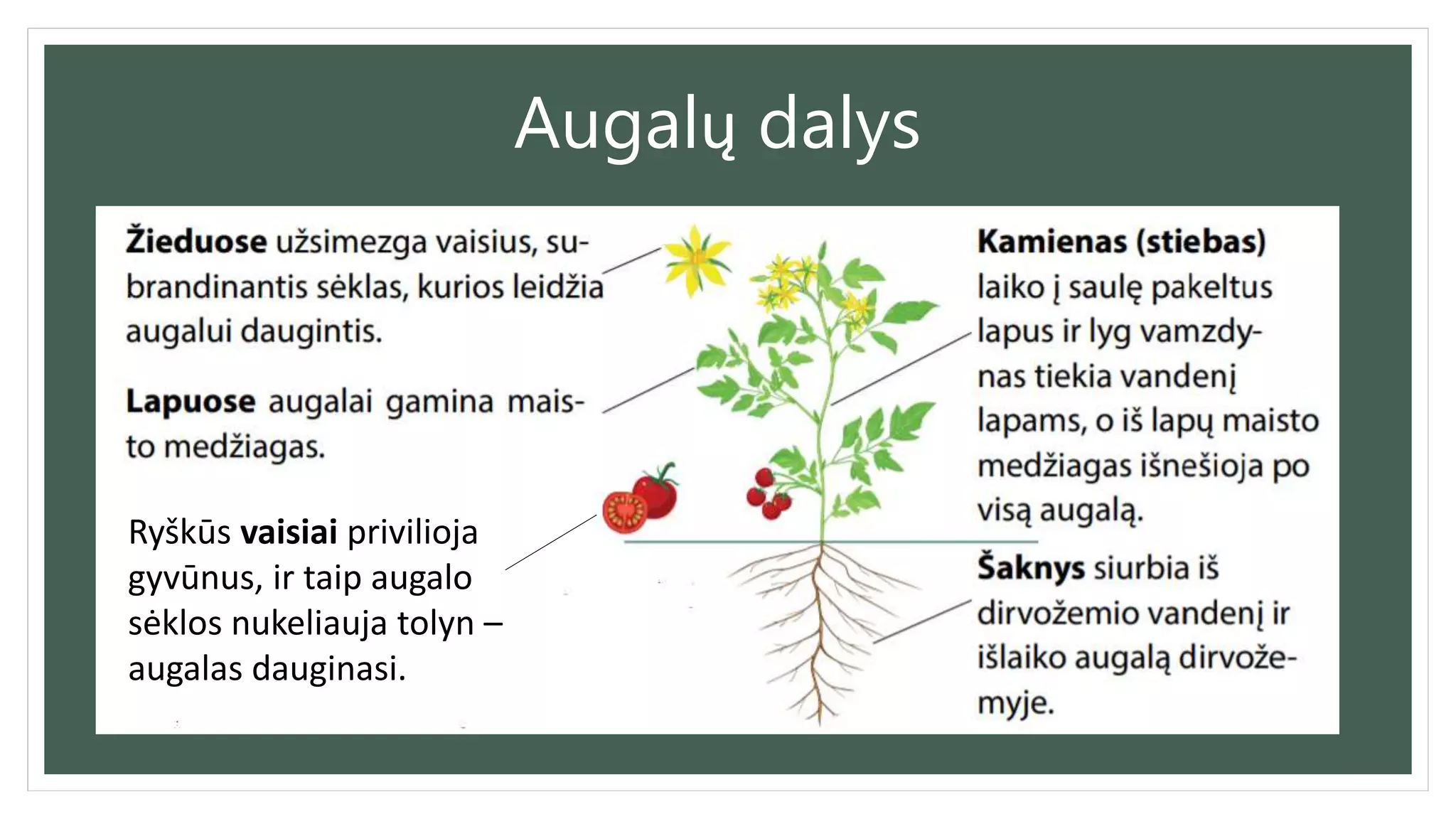 Augalų gyvenimas ir prisitaikymas.pptx