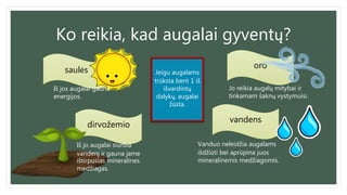 Augalų gyvenimas ir prisitaikymas.pptx