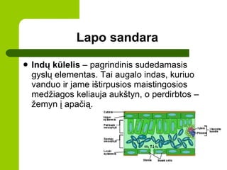 Augalų sandara | PPT