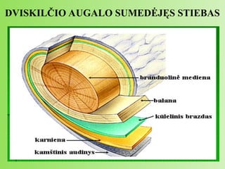Augalu anatomija ir morfologija 2002.ppt