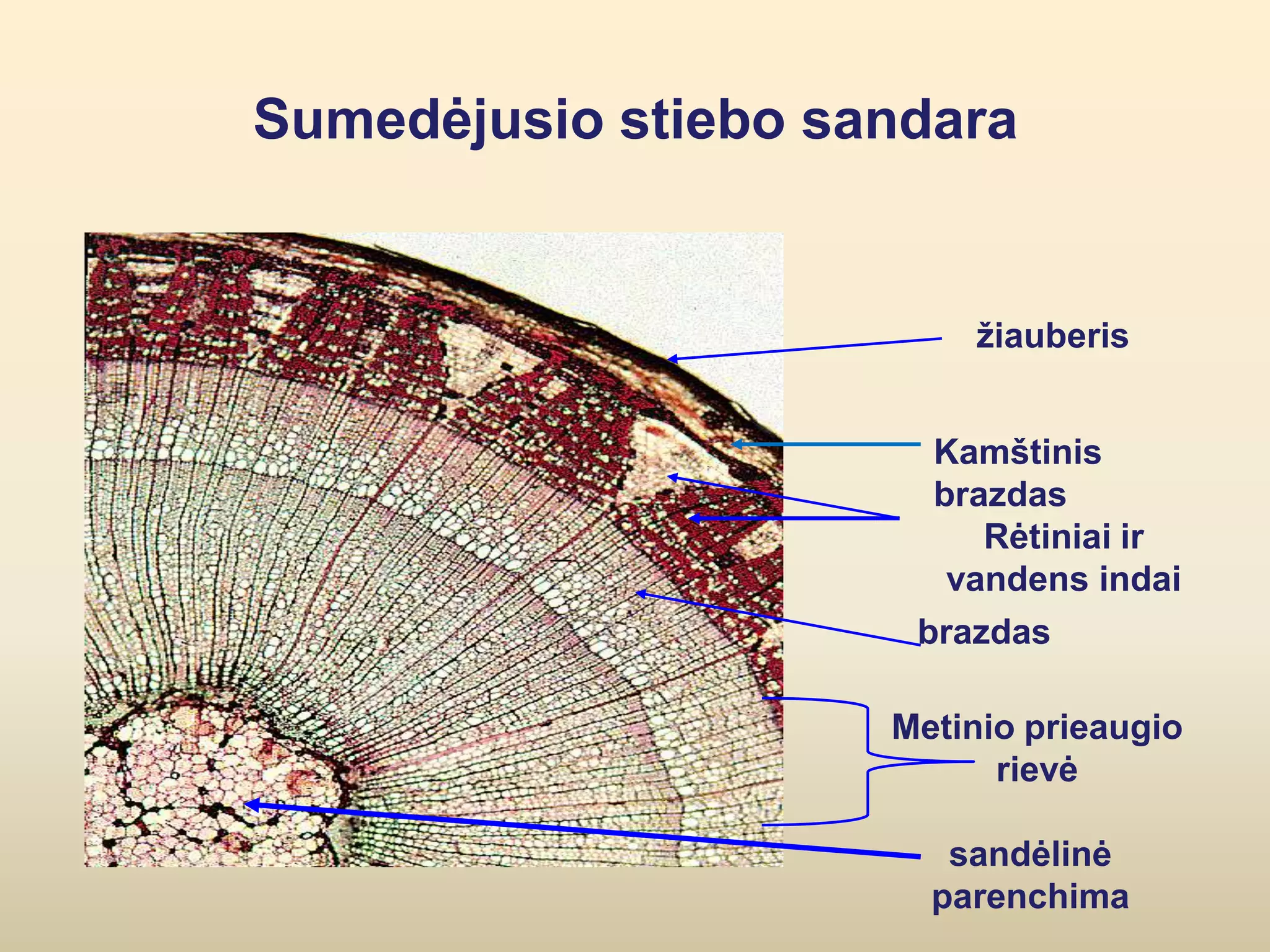 Augalu audiniai | PPSX