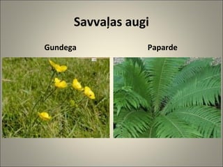 Augi | PPT