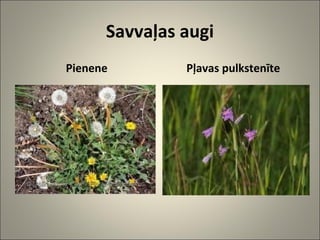 Augi | PPT | Free Download