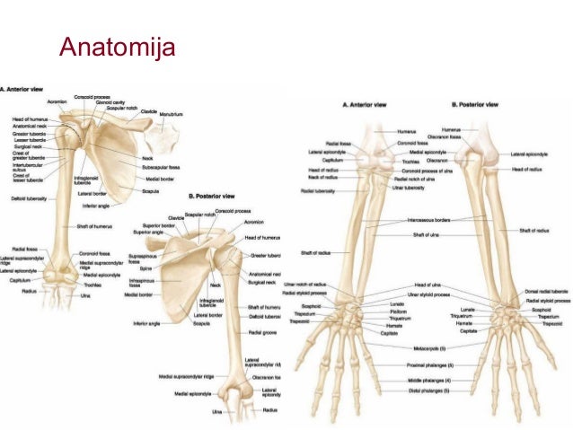 Augšējās ekstremitātes lūzumi