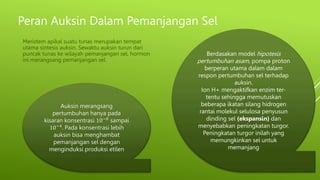 Auksin.pptx