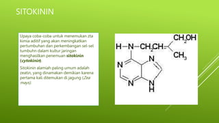 Auksin.pptx