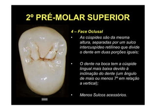 Premolares Superiores | PPT