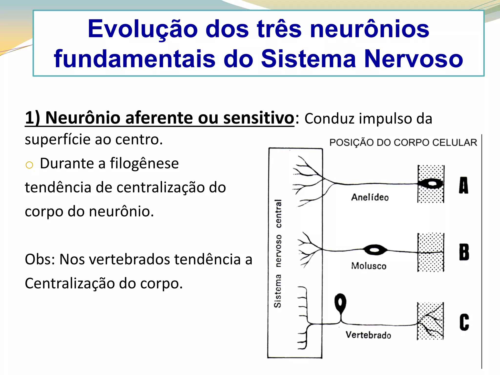 introd a neuro, filogenese, embriologia e divisão do Sistema Nervosos | PPT