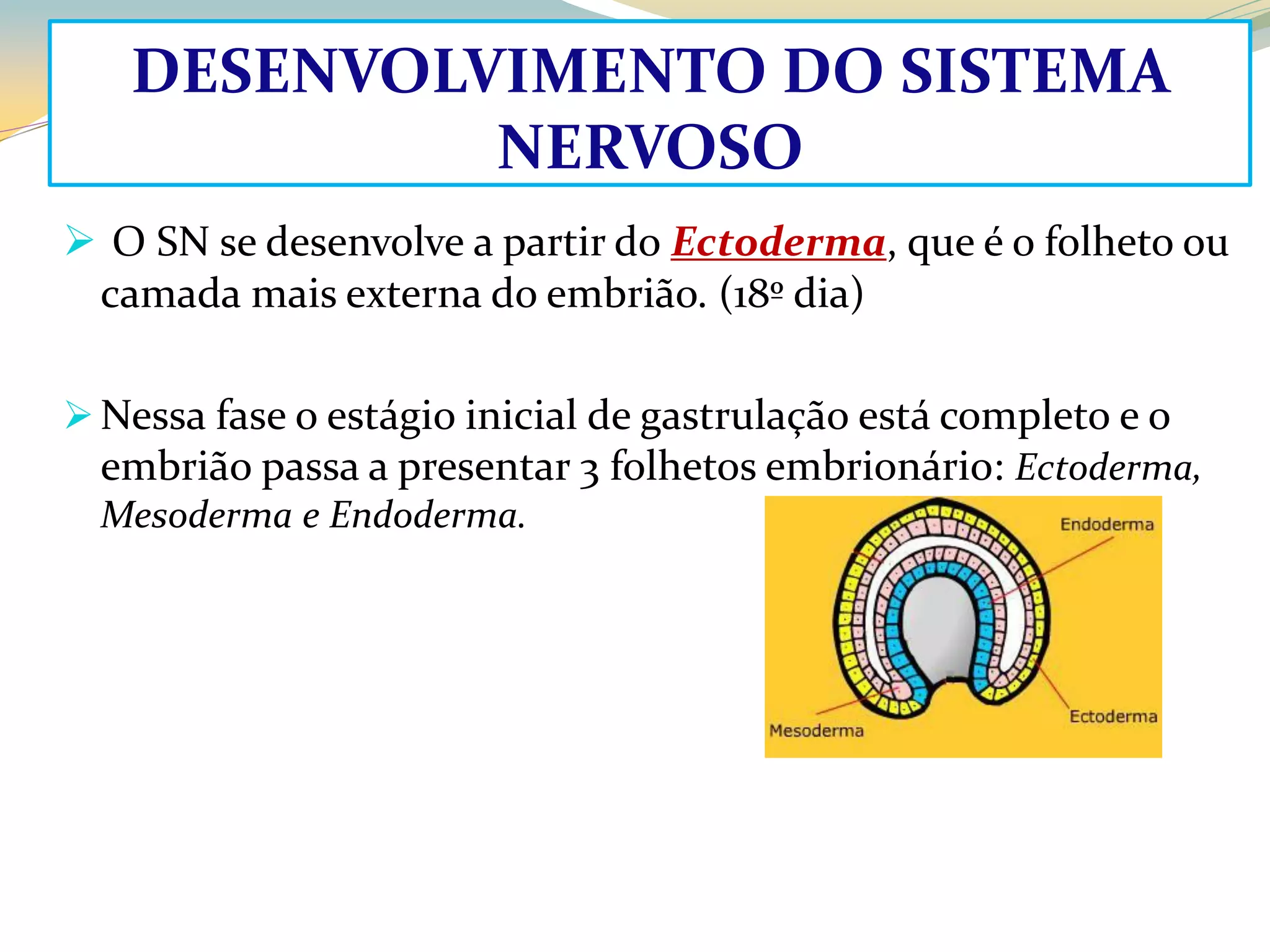 introd a neuro, filogenese, embriologia e divisão do Sistema Nervosos | PPT