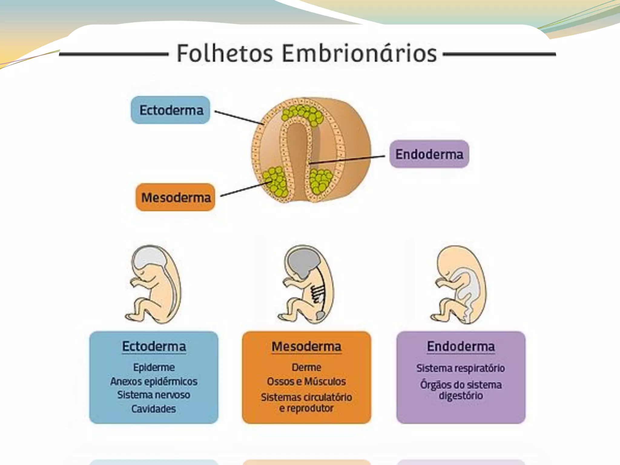 introd a neuro, filogenese, embriologia e divisão do Sistema Nervosos | PPT
