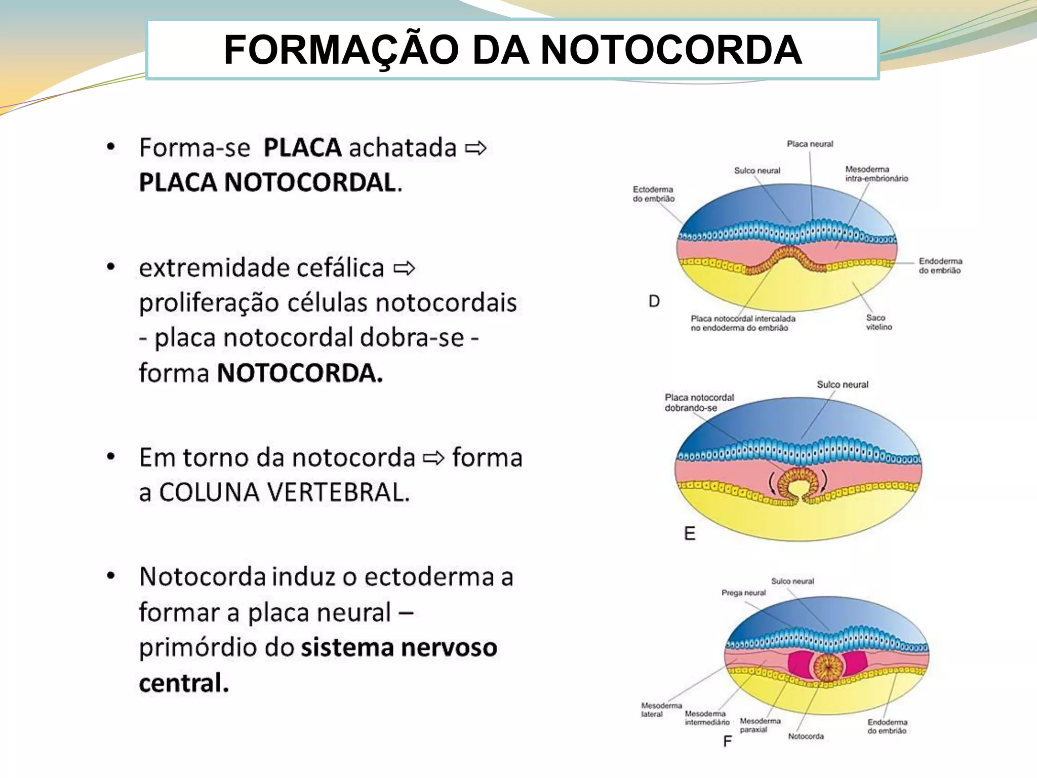 introd a neuro, filogenese, embriologia e divisão do Sistema Nervosos | PPT